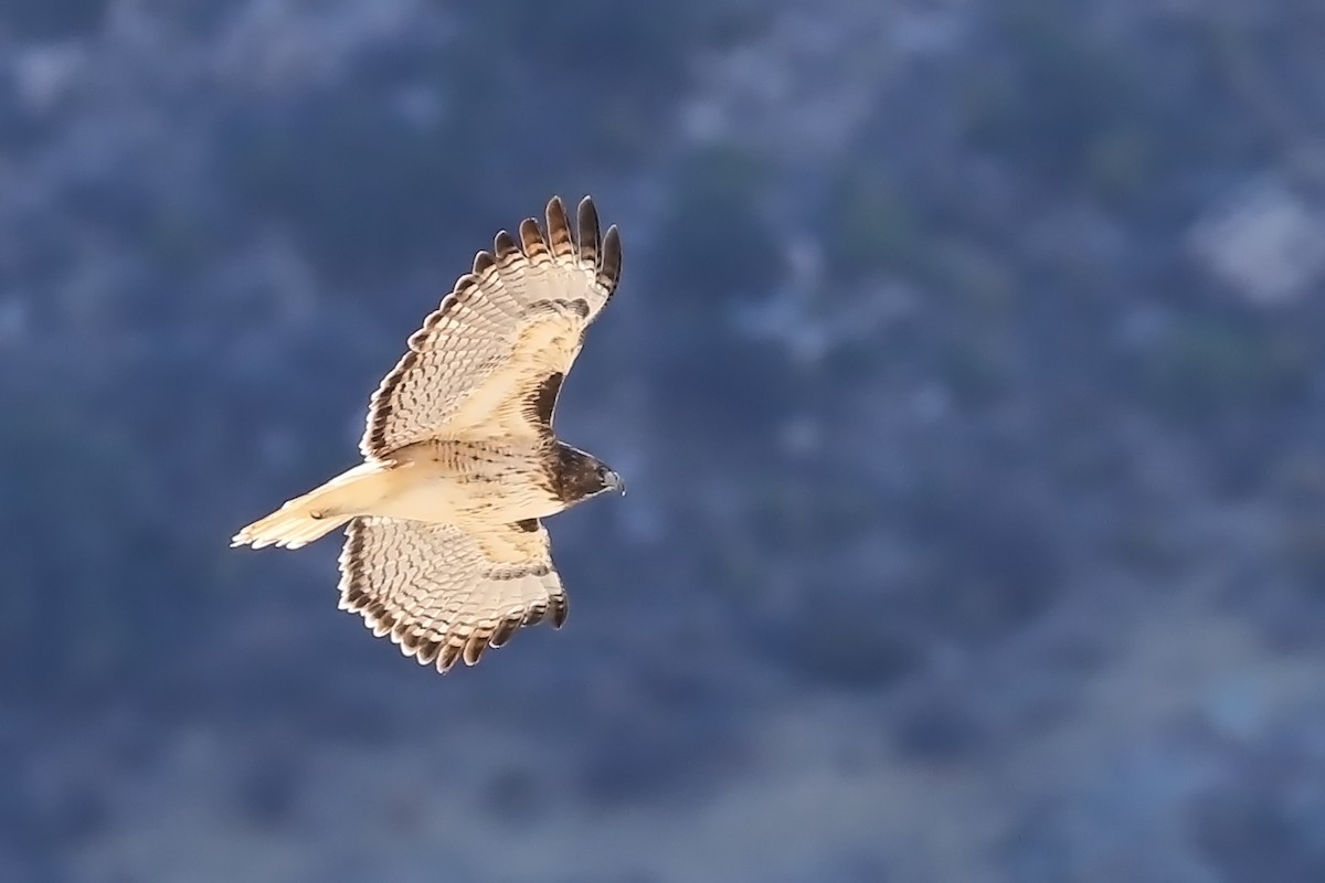 eBird Checklist - 21 Dec 2020 - Coronado National Forest, Tucson US-AZ ...
