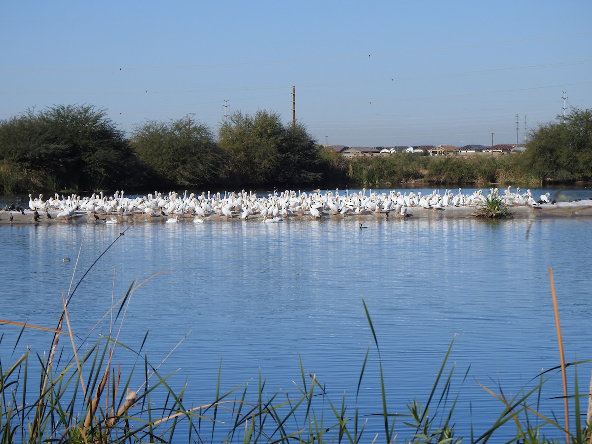 eBird Checklist - 21 Dec 2020 - Tres Rios Overbank Wetlands (permit ...