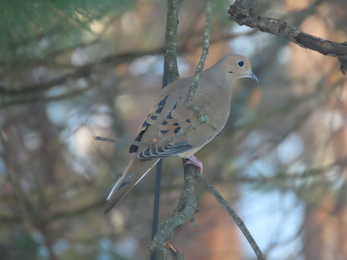 eBird Checklist - 22 Dec 2020 - Watson Yard - 21 species