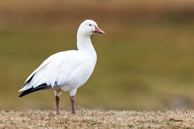 Blue Snow Goose