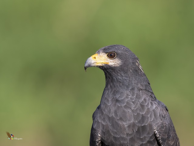 Common Black Hawk