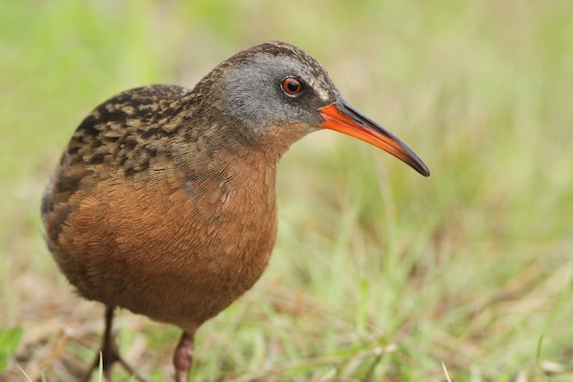 Rail Bird In Alabama