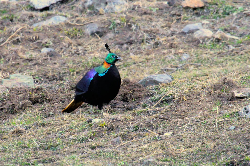 eBird Checklist - 20 Apr 2015 - Langtang National Park - Langtang ...