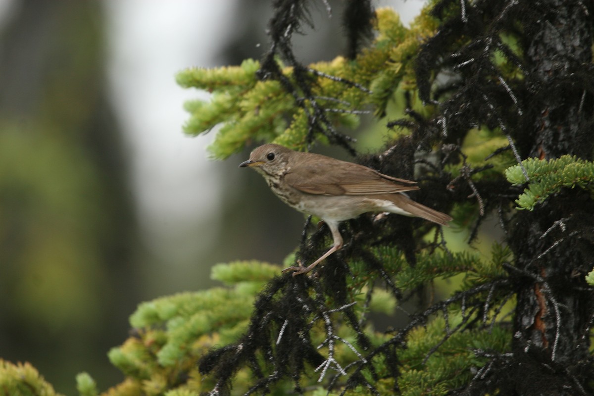 eBird Checklist - 26 Jun 2006 - Colville Lake - 45 species