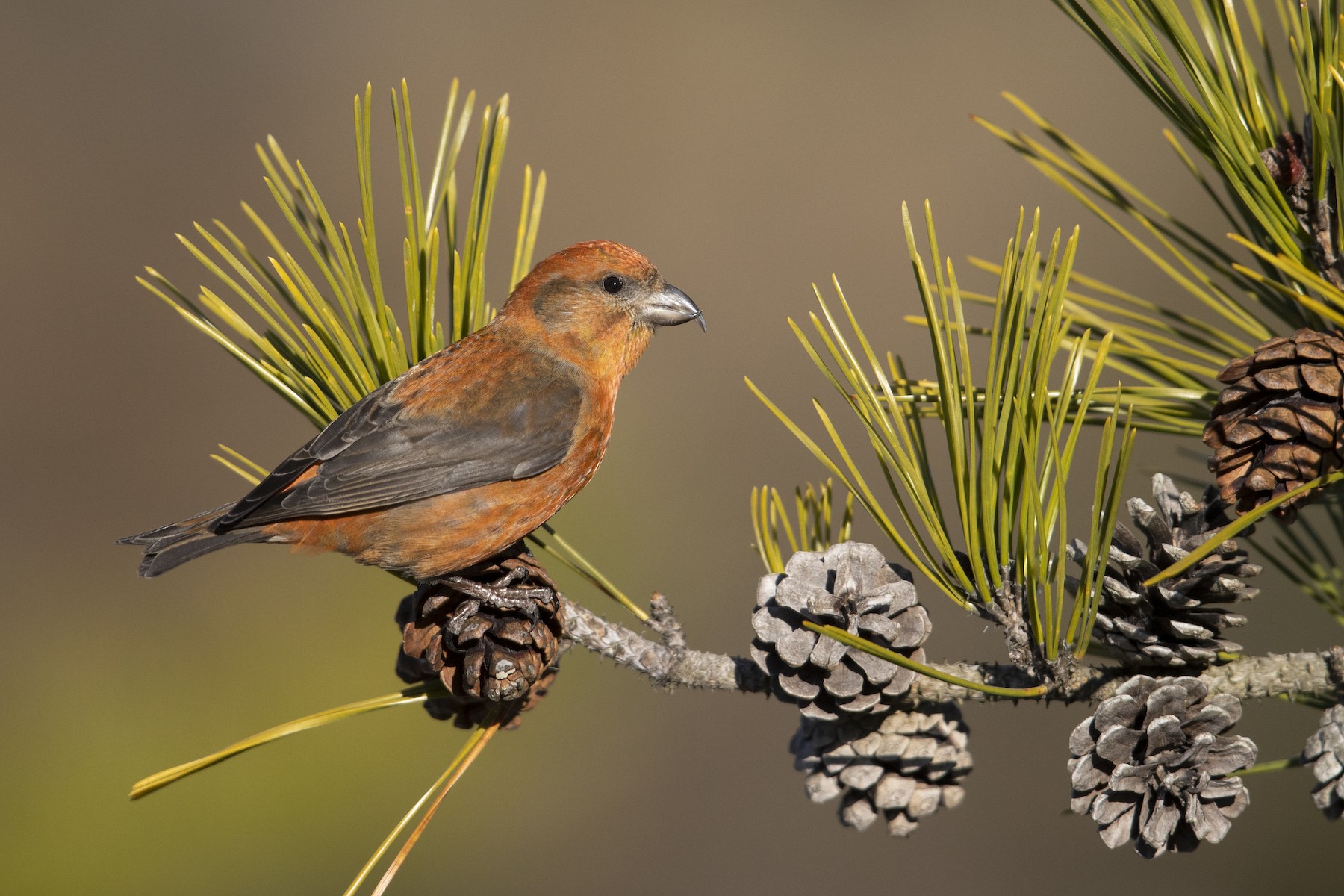 Red Crossbill (Northeastern or type 12) - eBird