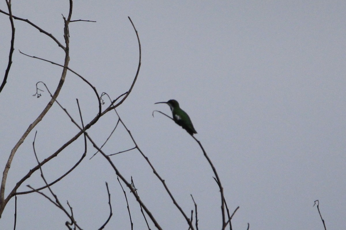 eBird Checklist - 23 Dec 2019 - PN Palo Verde (área general) - 51 species