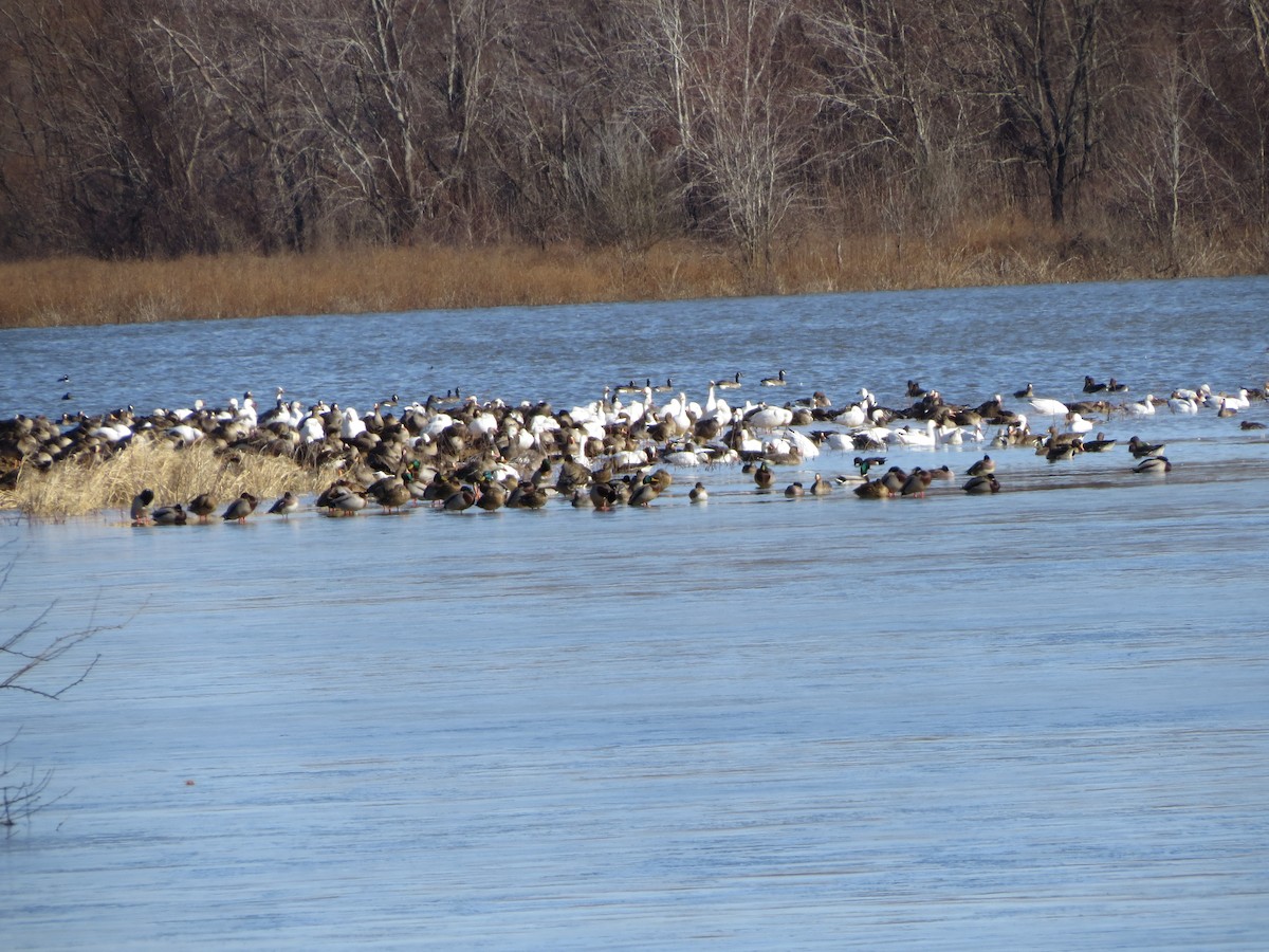 eBird Checklist - 26 Dec 2020 - Tennessee NWR--Duck River Unit--Refuge ...