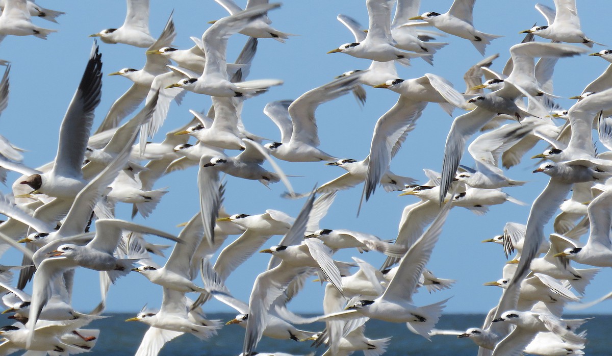 ¡Bienvenidos a nuestro portal! - eBird Uruguay