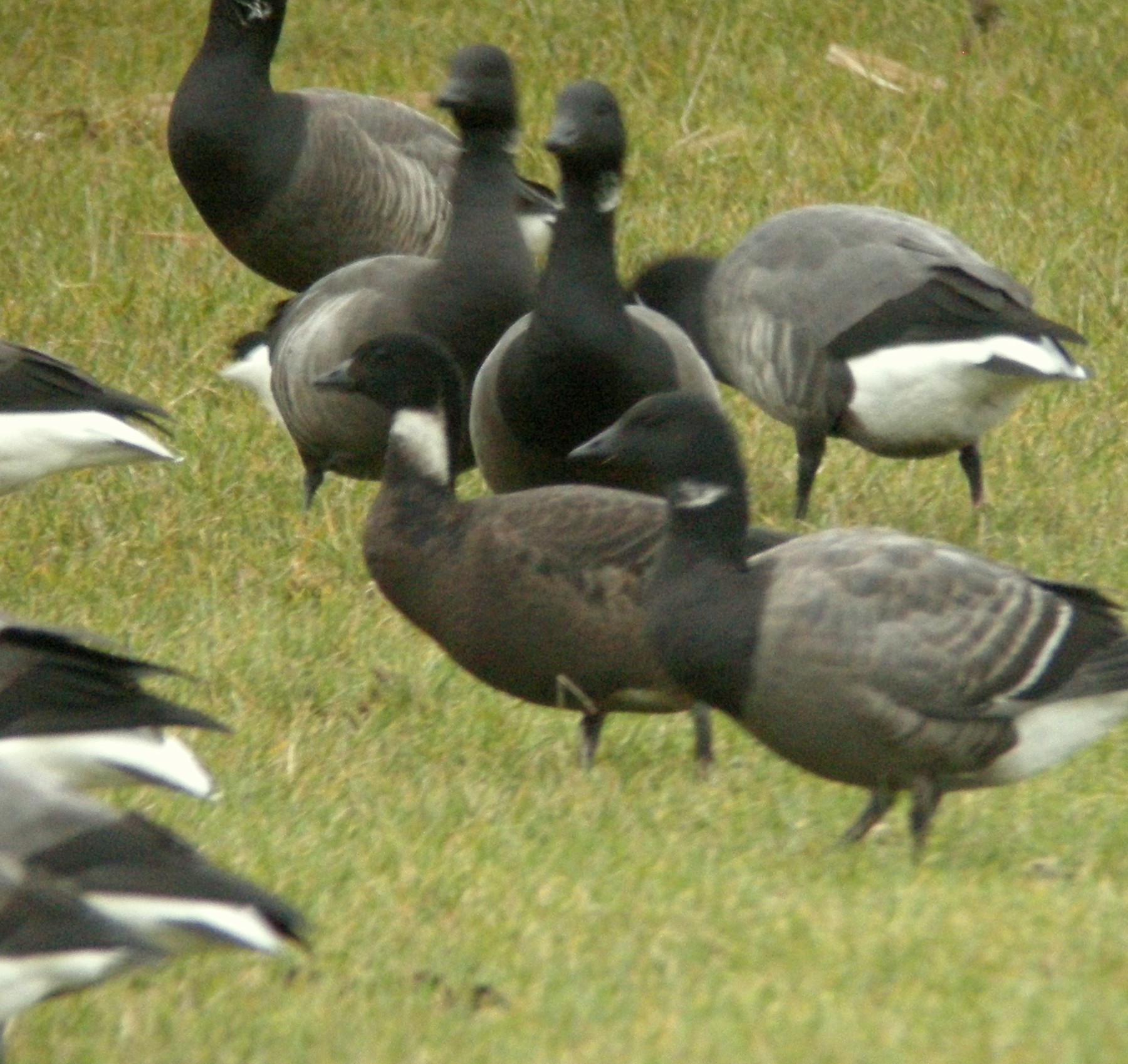 Brant x Red-breasted Goose (hybrid) - eBird