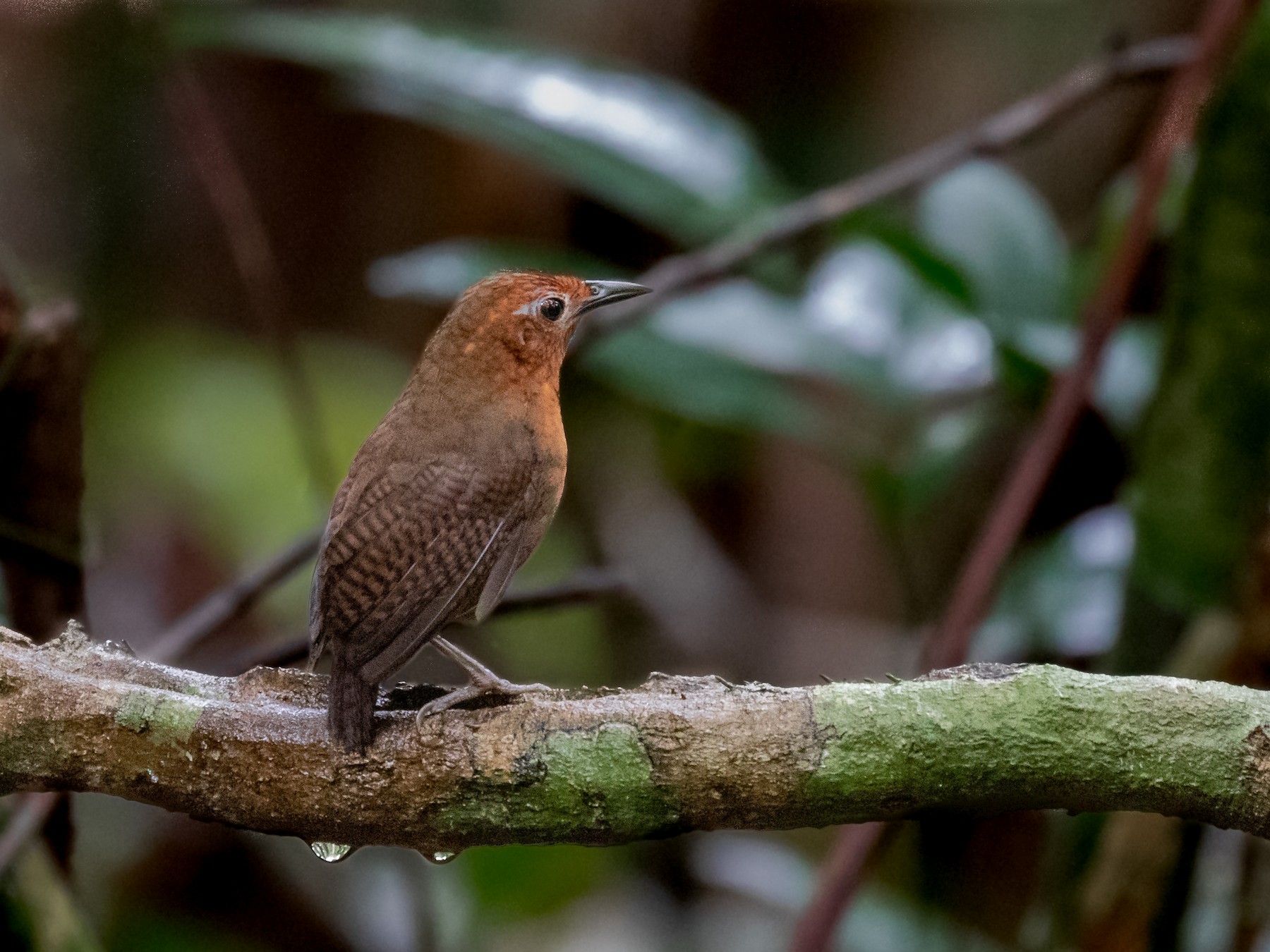 Musician Wren (Imeri) - eBird