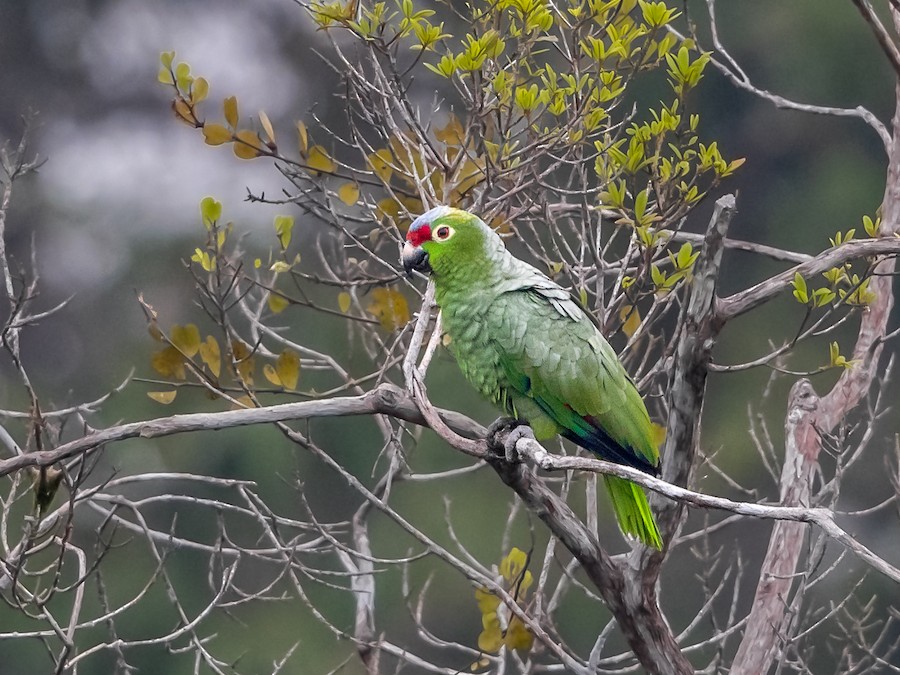 Loro Frentirrojo (diadema) - eBird