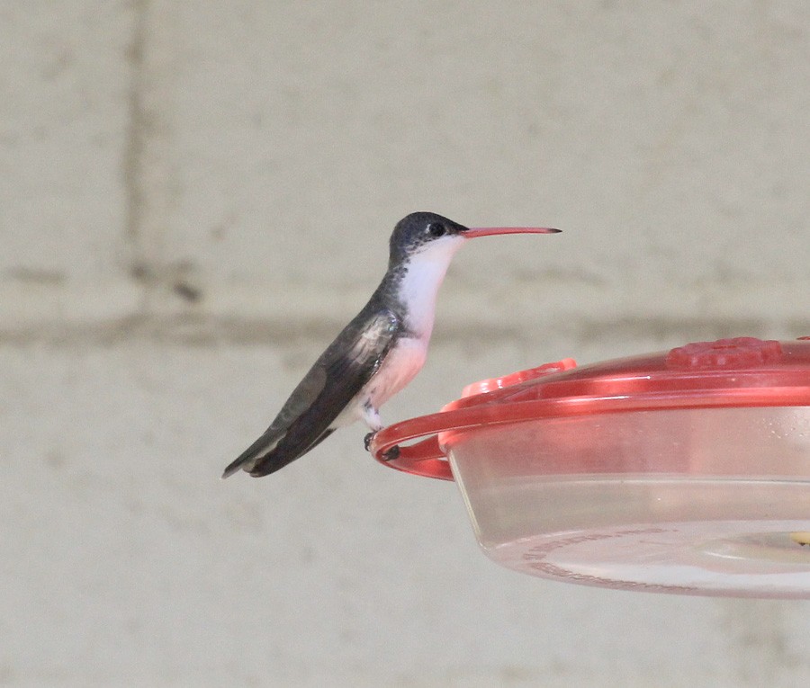 eBird Checklist - 9 Aug 2014 - Paton Center for Hummingbirds (Patons ...