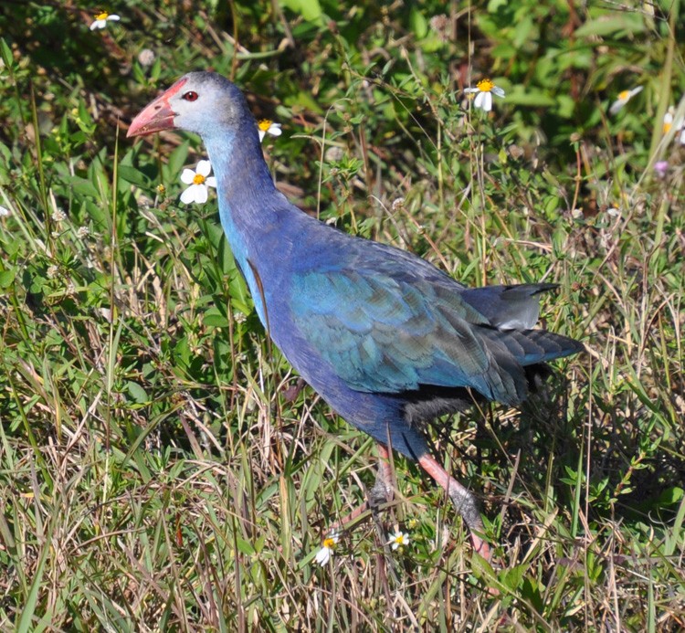 eBird Checklist - 27 Dec 2020 - A1-FEB - 25 species