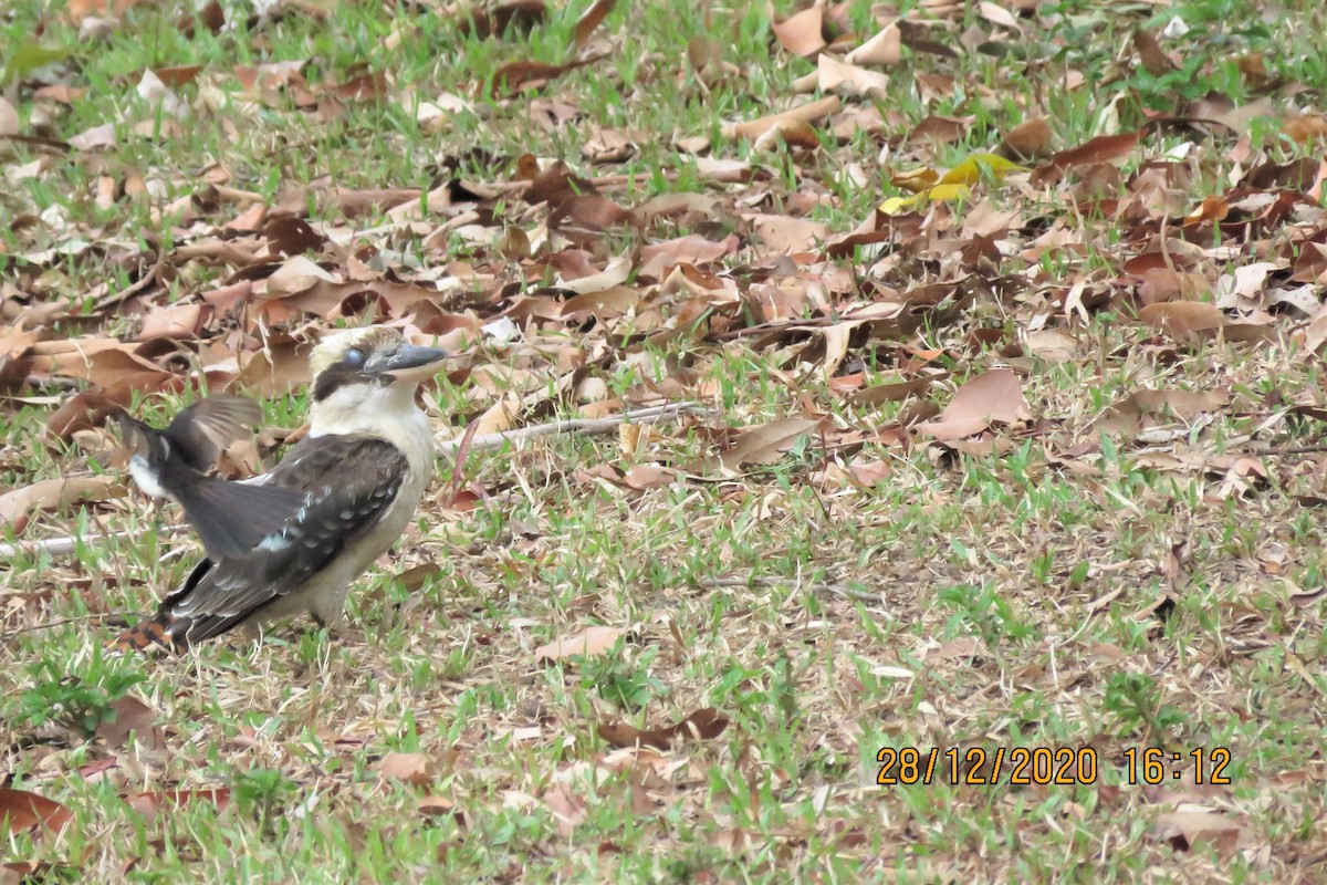 eBird Checklist - 28 Dec 2020 - 30 Black Gully Road, Tinaroo. Qld. - 17 ...