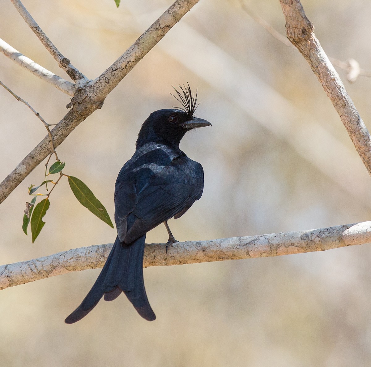 Crested Drongo - Dicrurus forficatus - Birds of the World