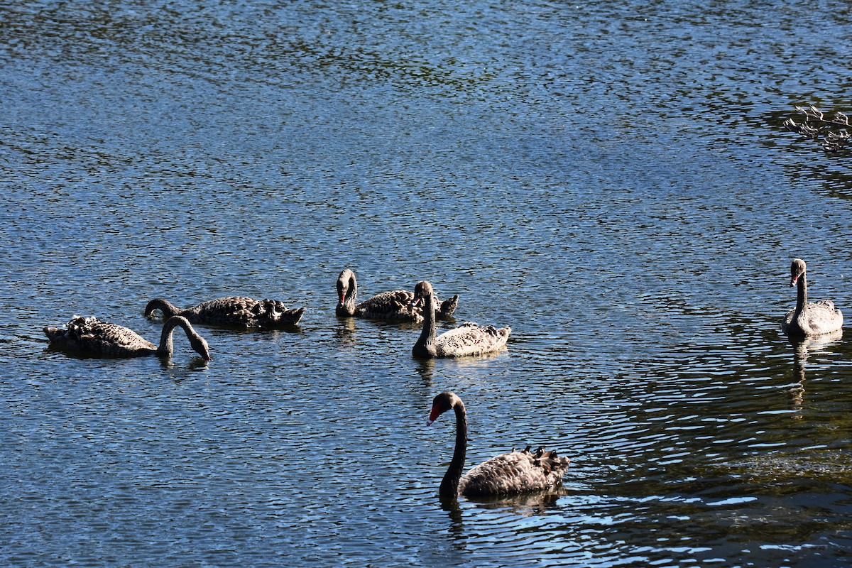 New Zealand Bird Atlas Checklist - 28 Nov 2020 - Auckland--Maungarei ...