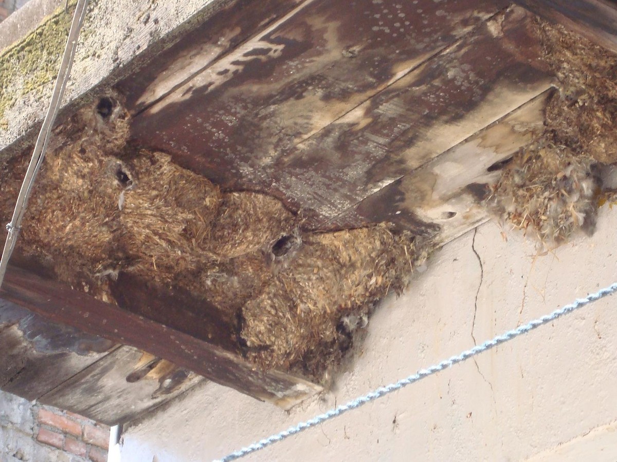 eBird Checklist - 29 Sep 2009 - Mugling Bazaar - 1 species