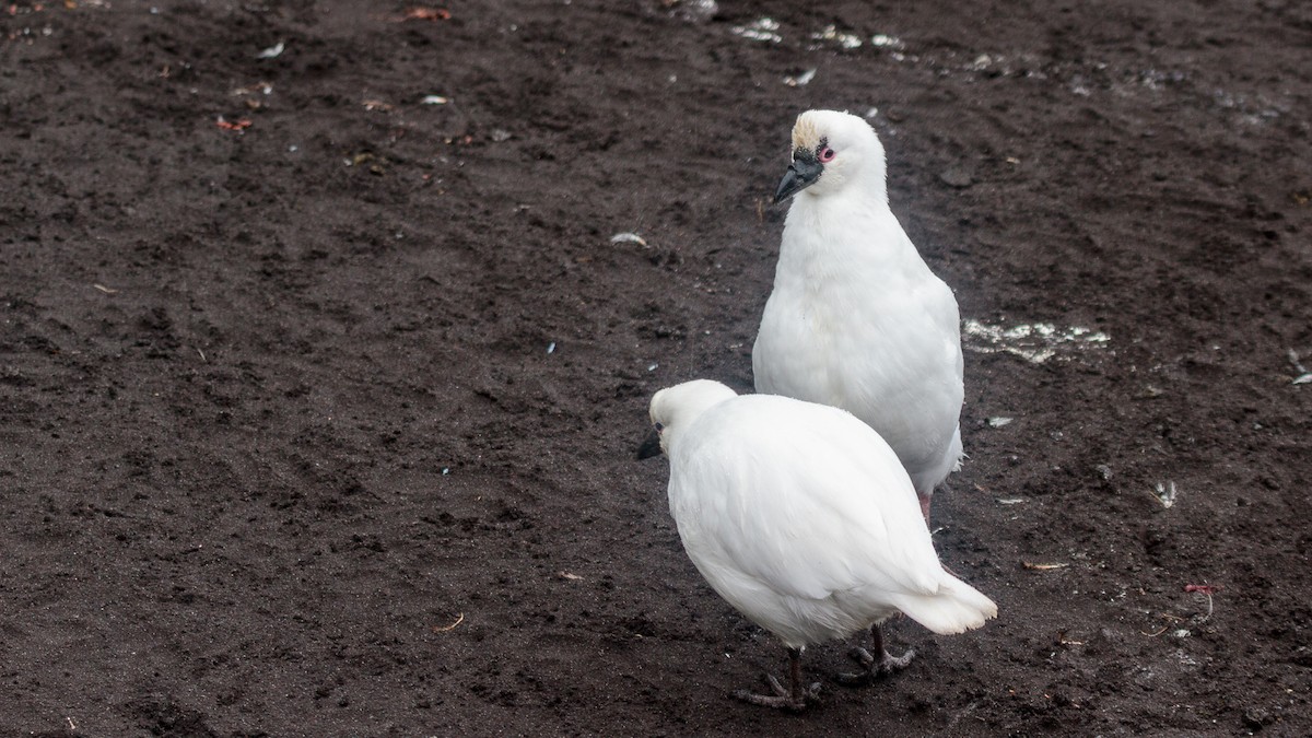 eBird Checklist - 10 May 2012 - Marion Island - 8 species