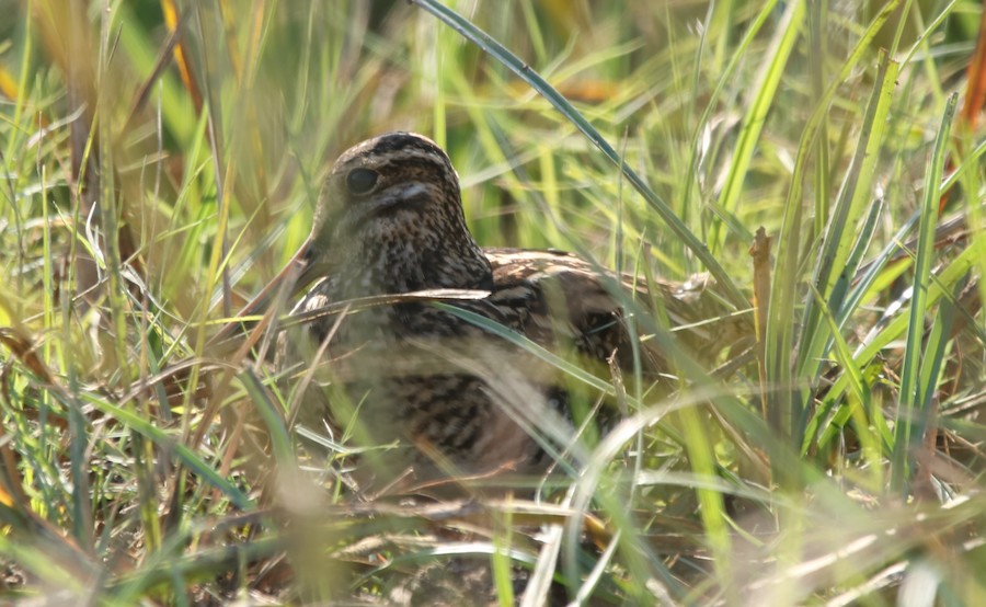 Identification Birds Of Spain Images