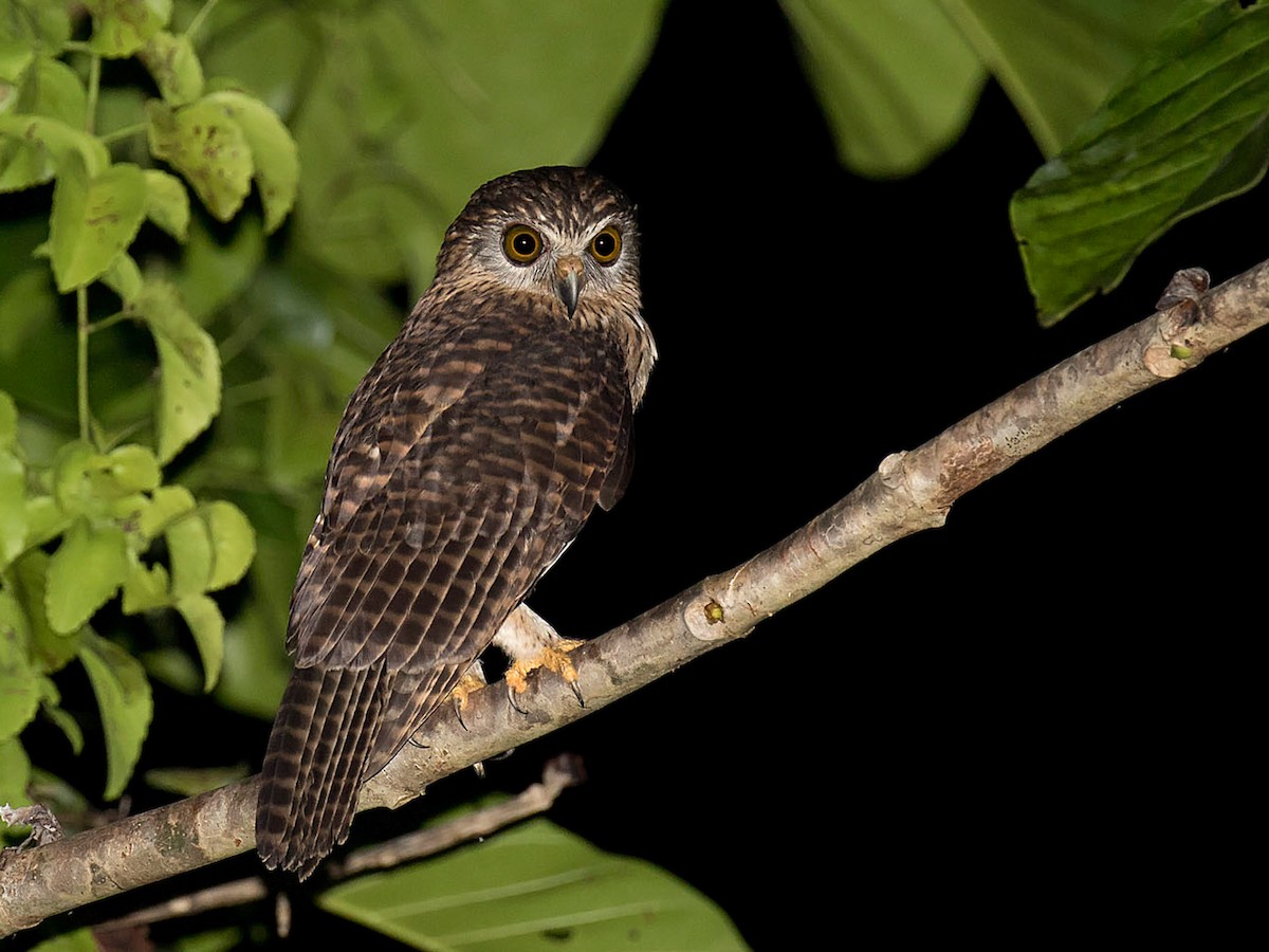 Papuan Owl - Uroglaux dimorpha - Birds of the World