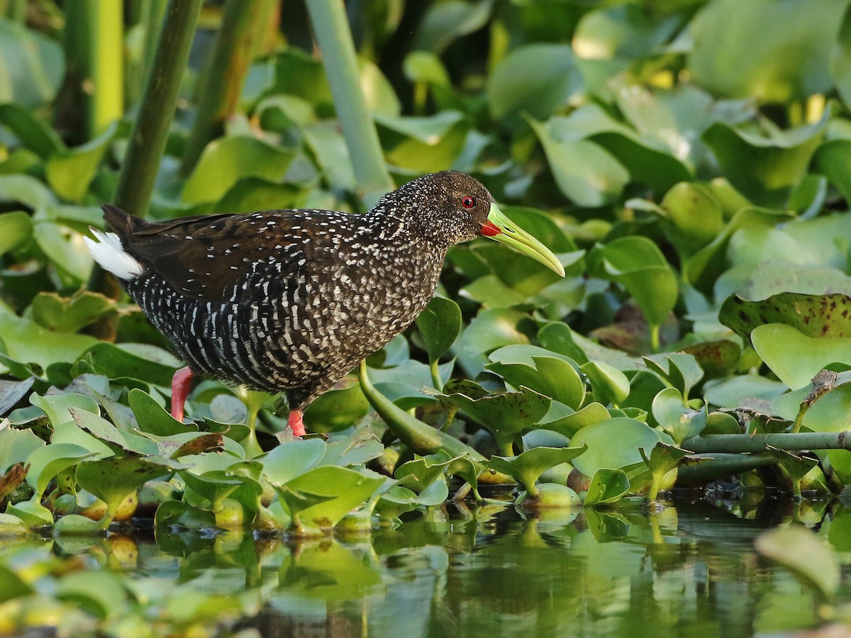 Spotted Rail - Pardirallus maculatus - Birds of the World