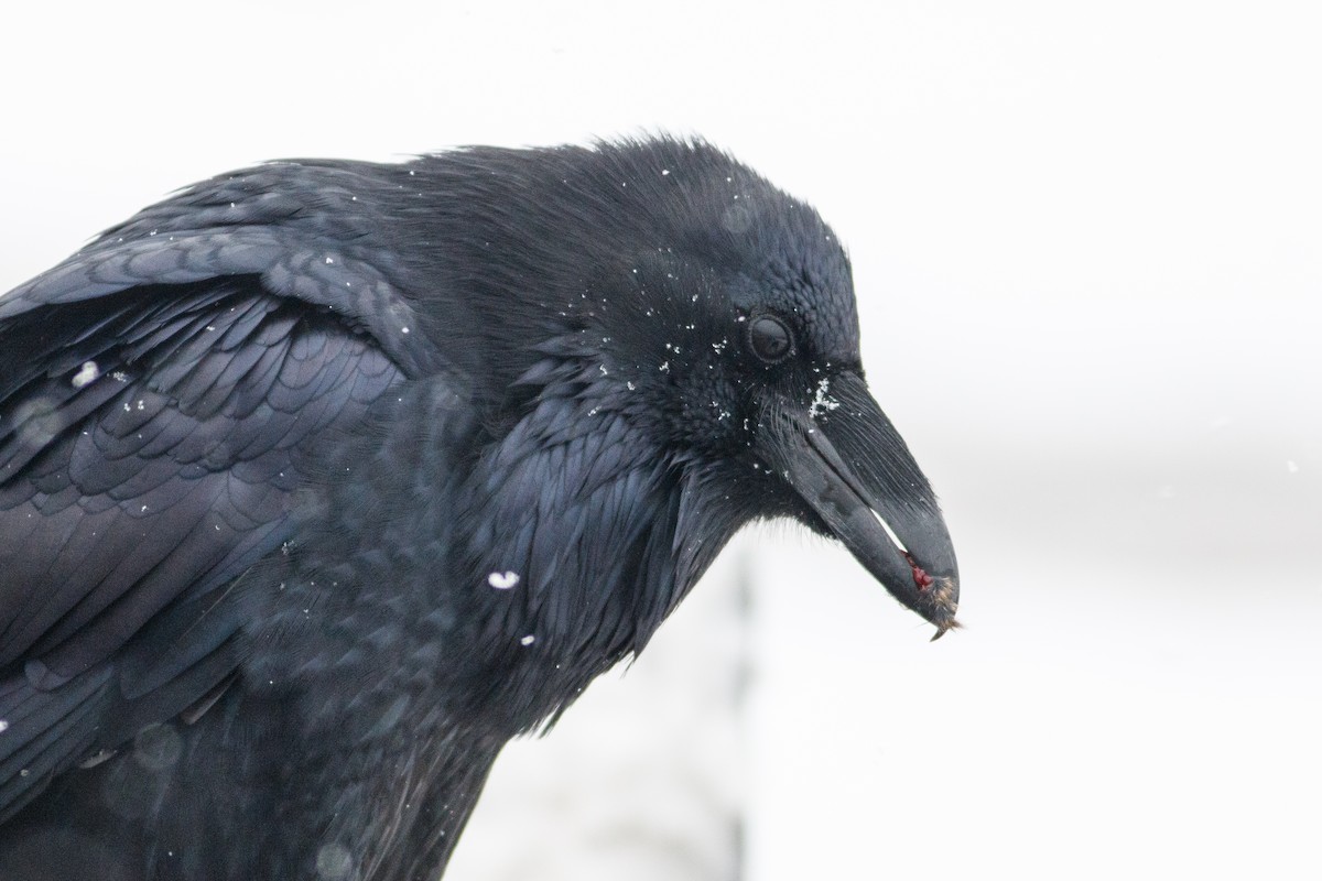Common Raven - Corvus corax - Media Search - Macaulay Library and eBird
