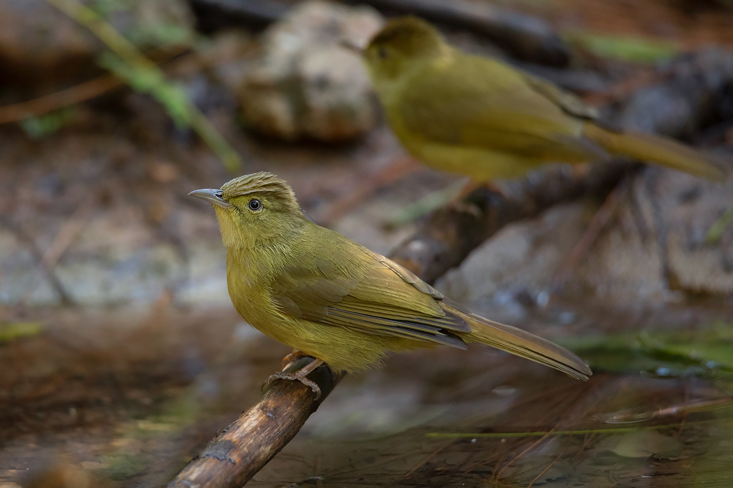 Olive Bulbul (Olive) - eBird