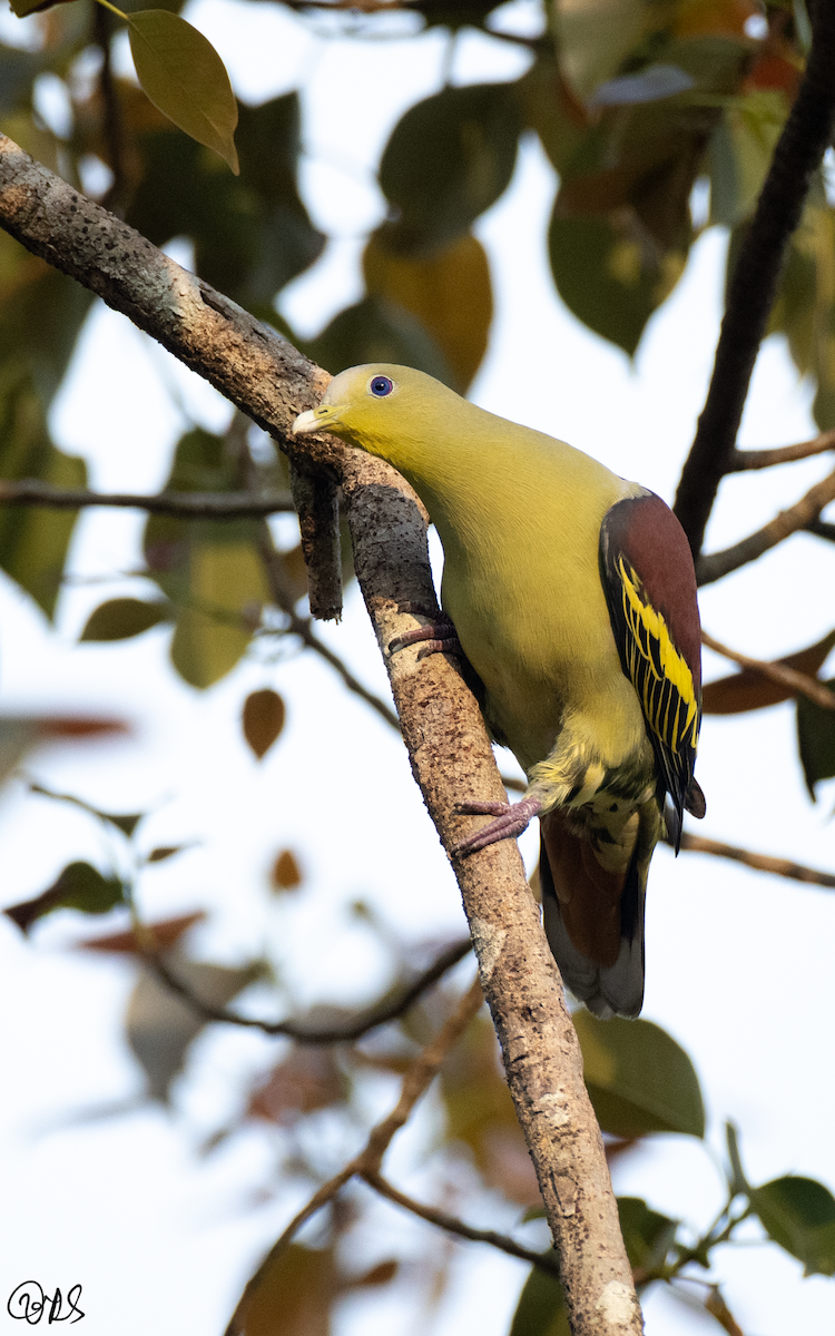 eBird India Checklist - 29 Dec 2020 - Shishileshwara Temple, Shishila ...