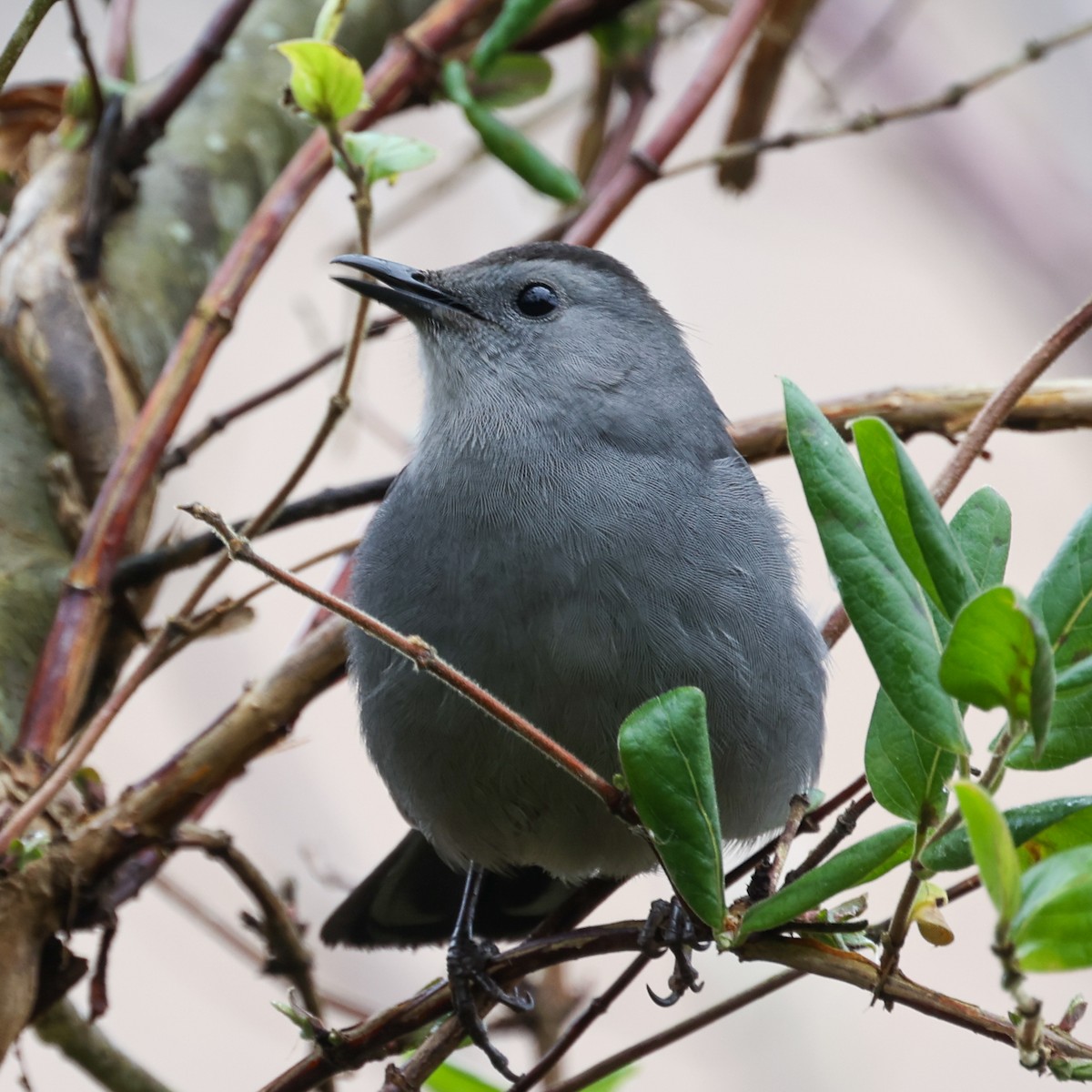 eBird Checklist - 31 Dec 2020 - Pemberton Park - 16 species (+1 other taxa)