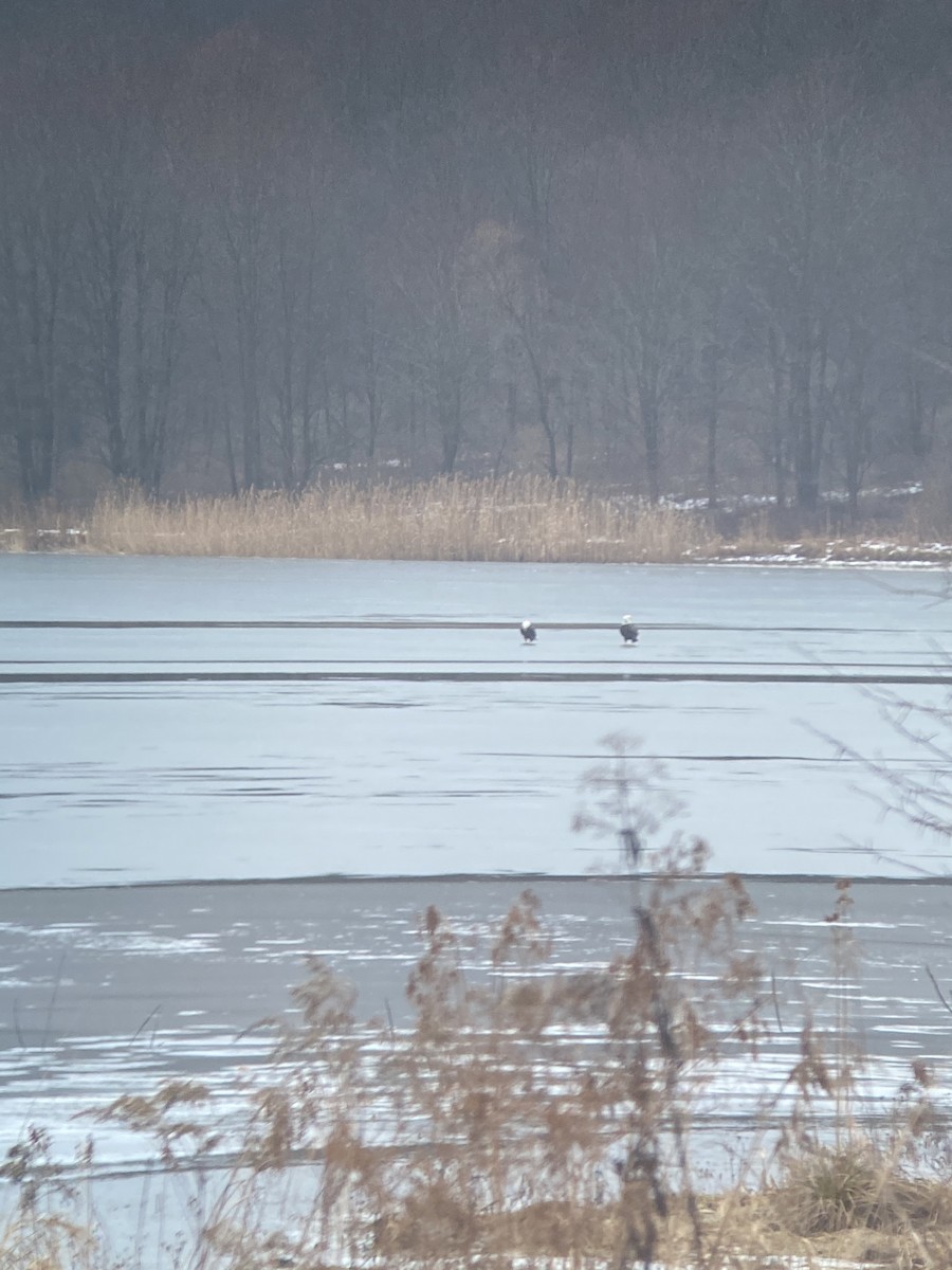 Pennsylvania eBird Checklist - 2 Jan 2021 - Kahle Lake (Clarion Co ... Pennsylvania eBird Checklist - 2 Jan 2021 - Kahle Lake (Clarion Co ...