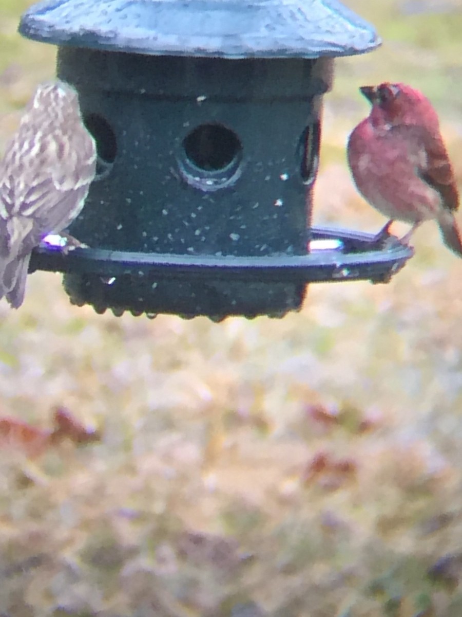 eBird Checklist - 31 Dec 2020 - Sheridan - 3 species