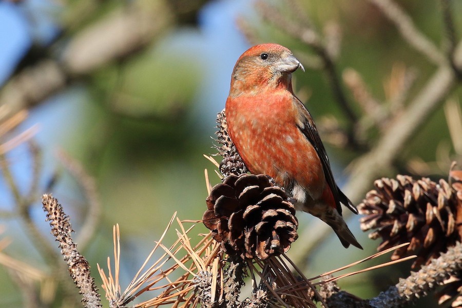 Red Crossbill (Northeastern or type 12) - eBird