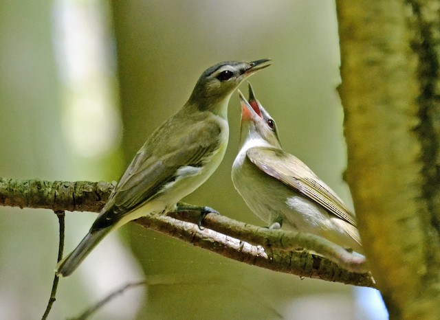 Red-eyed Vireo - Vireo olivaceus - Birds of the World