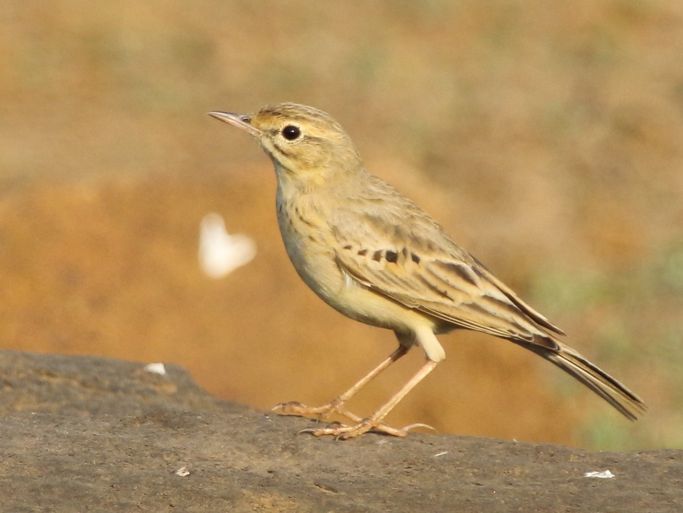 pipit sp. - eBird