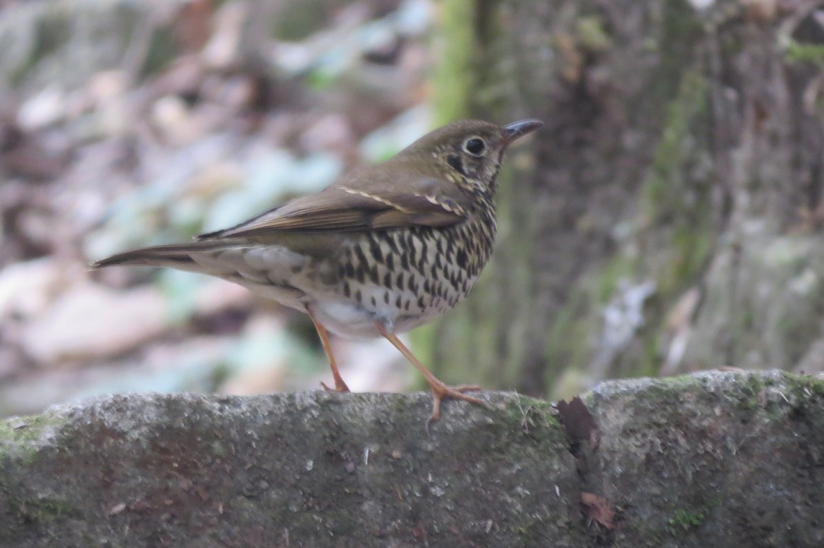 eBird Checklist - 4 Jan 2021 - Shivapuri-Nagarjun National Park - Pani ...