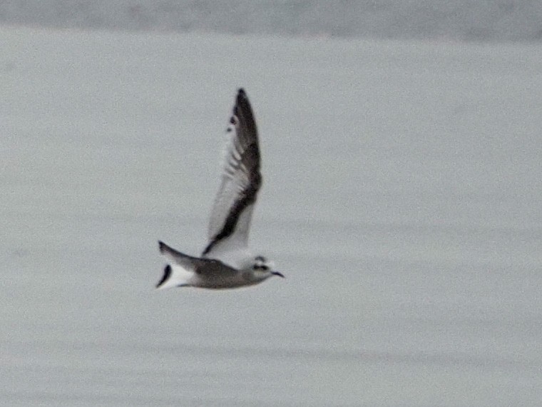 eBird Canada Checklist - 4 Jan 2021 - Little Gull - Pictou Landing Rd ...