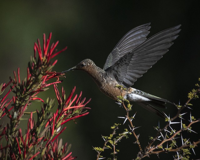 Giant Hummingbird Flying