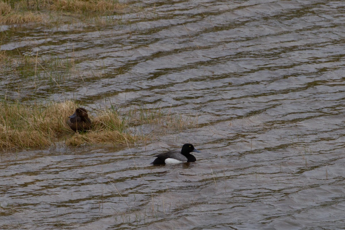 eBird Checklist - 22 Jun 2011 - Unalaska Is.--Dutch Harbor - 16 species