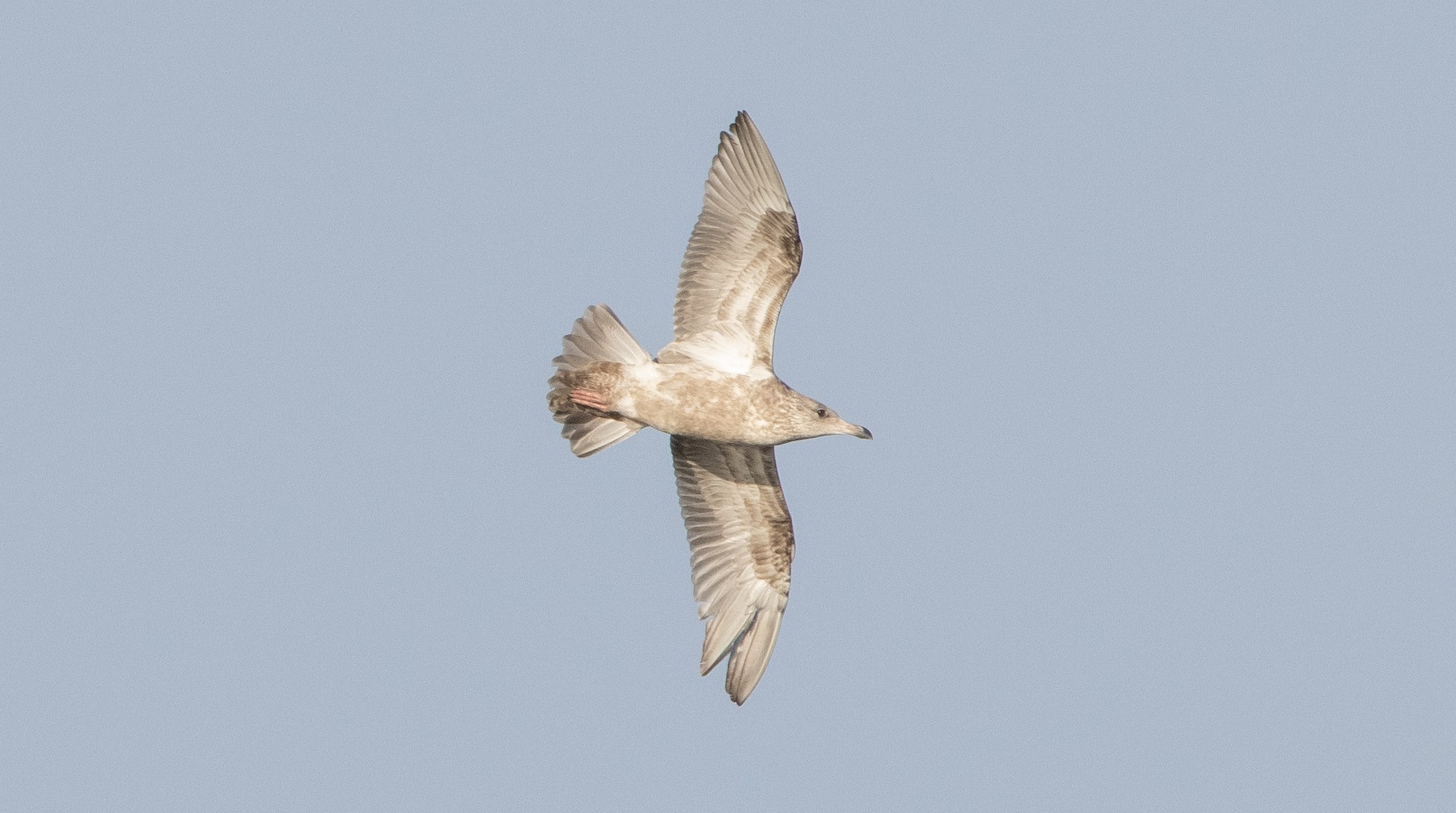 gull sp. - eBird