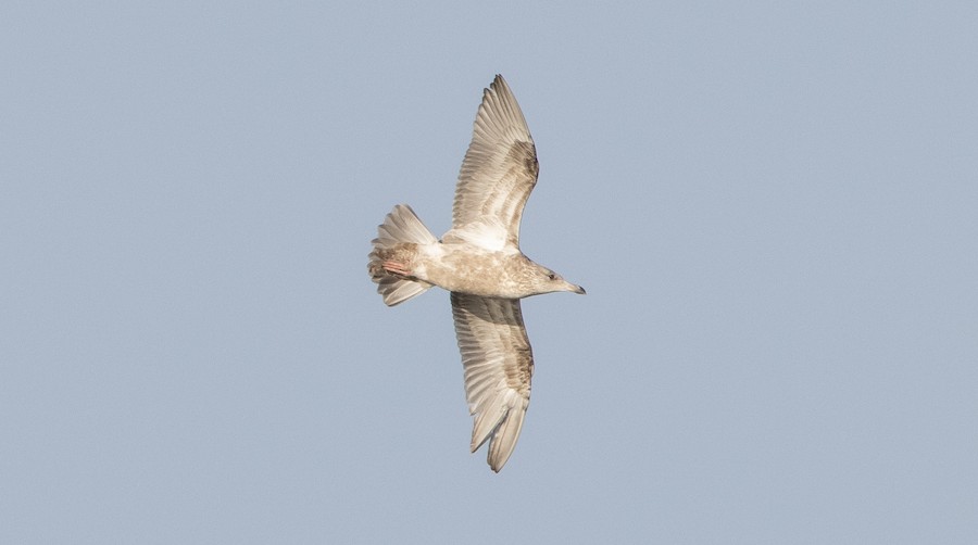 gull sp. - eBird