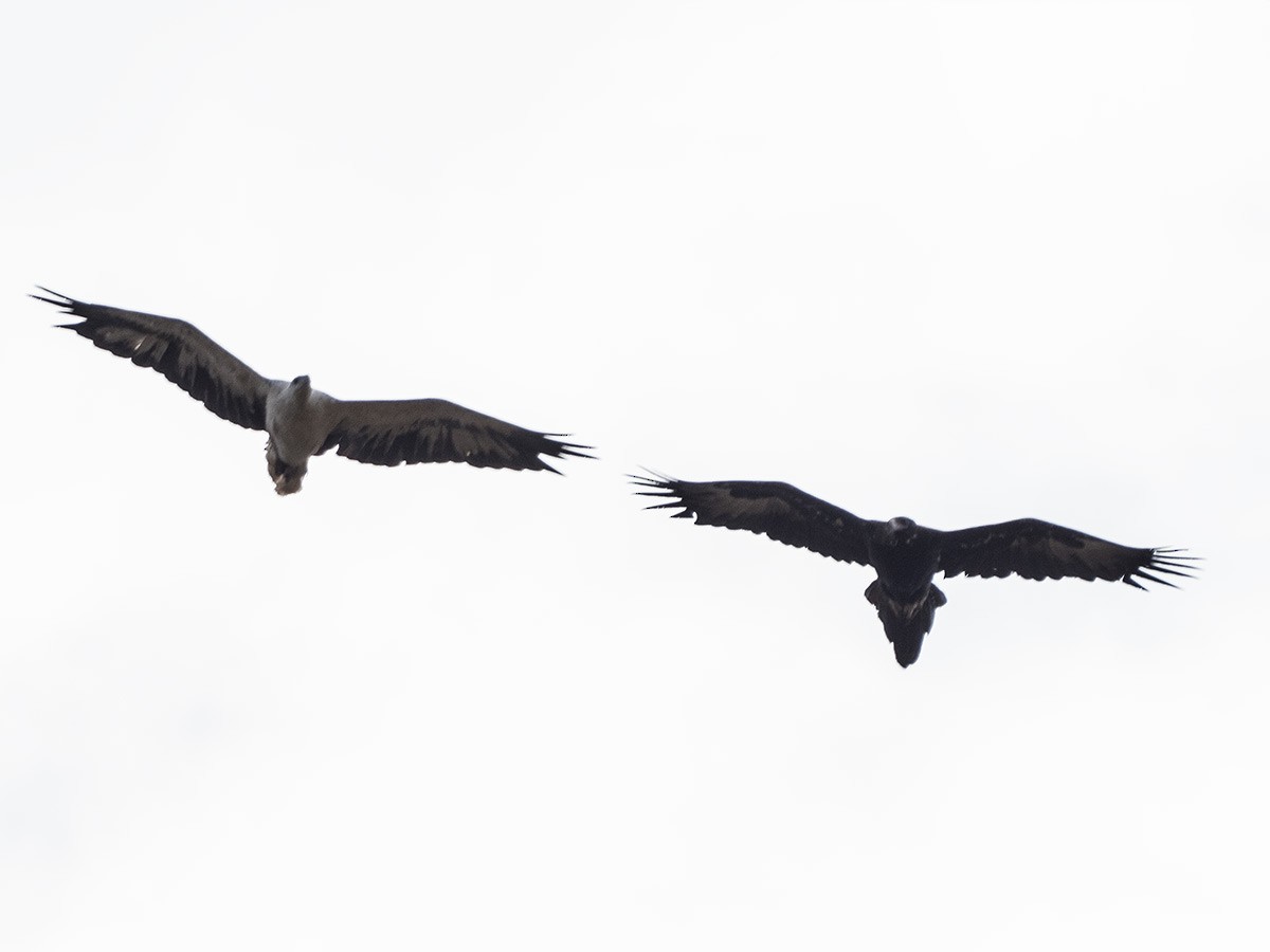 eBird Checklist - 6 Jan 2021 - Naas Road at Apollo Road - 4 species