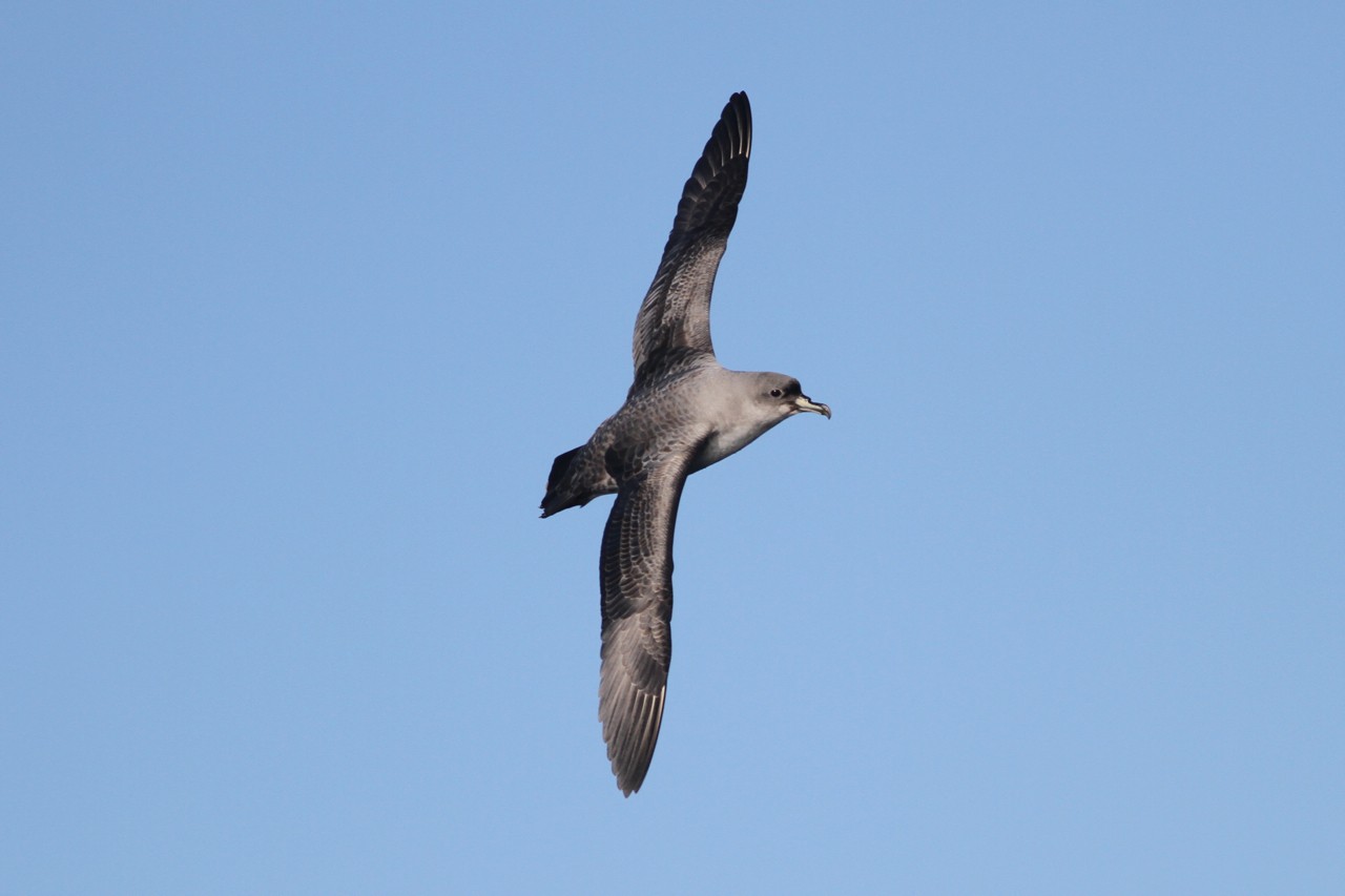 Gray Petrel - eBird