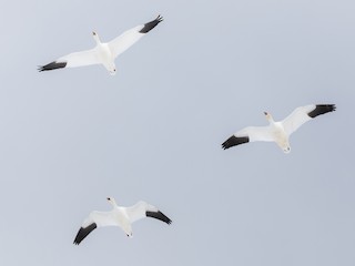Snow Goose - eBird