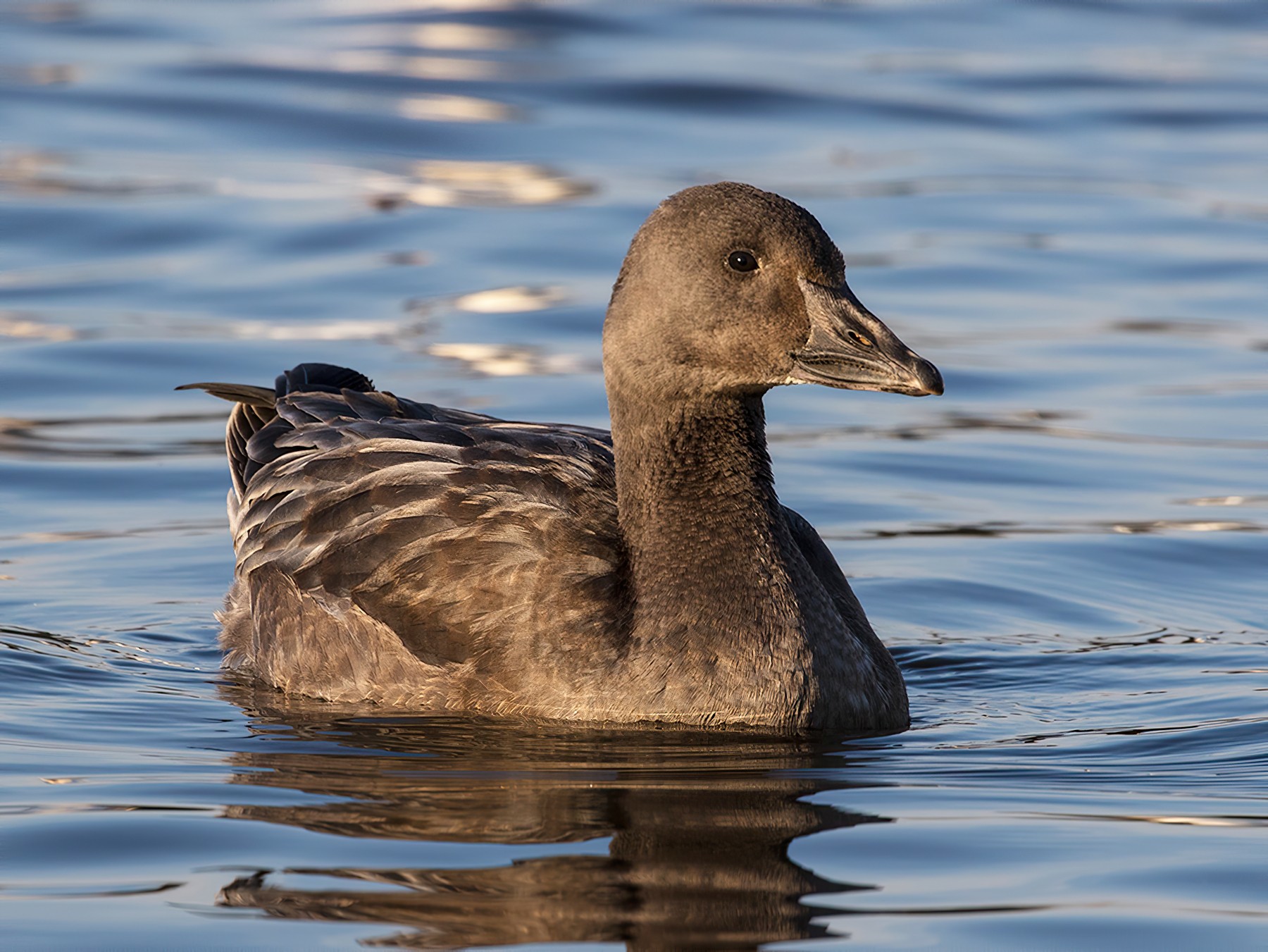 Snow Goose - eBird