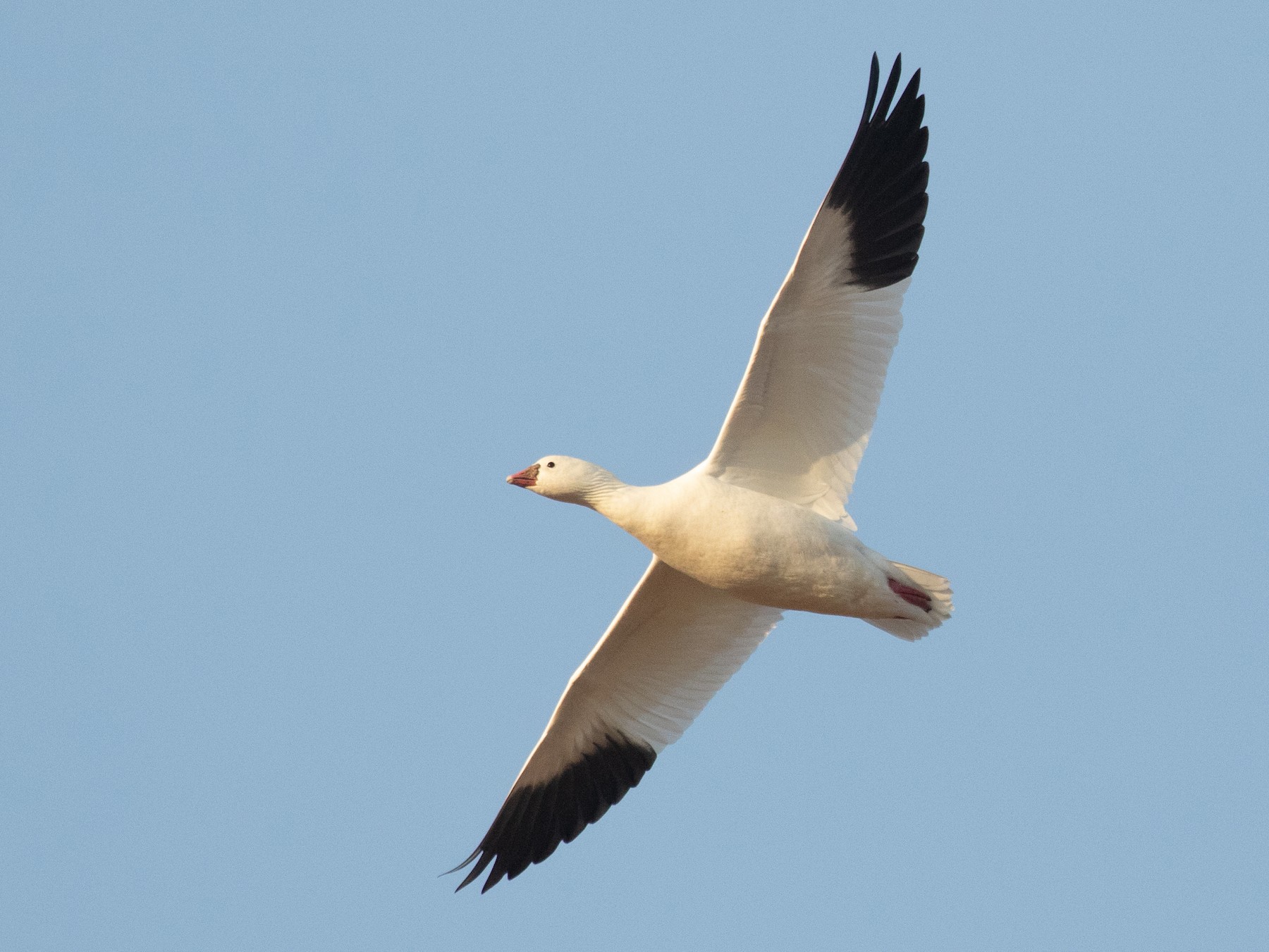 Ross's Goose - eBird