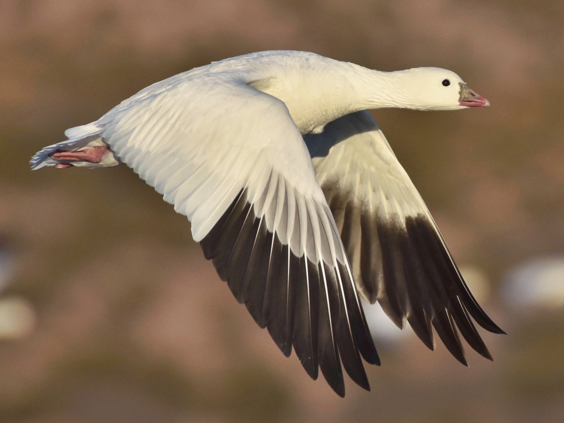 Ross's Goose - eBird