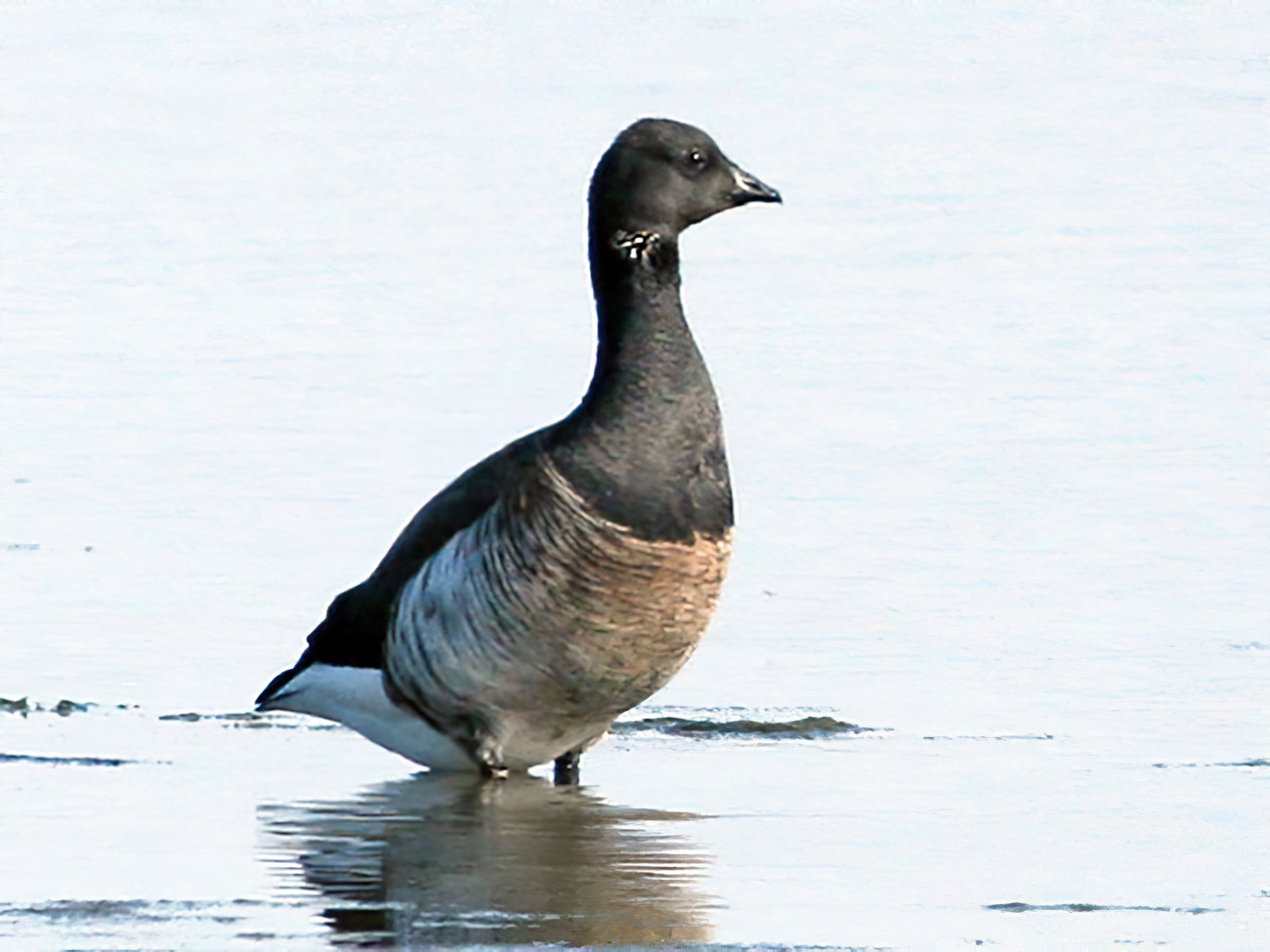 Brant - eBird