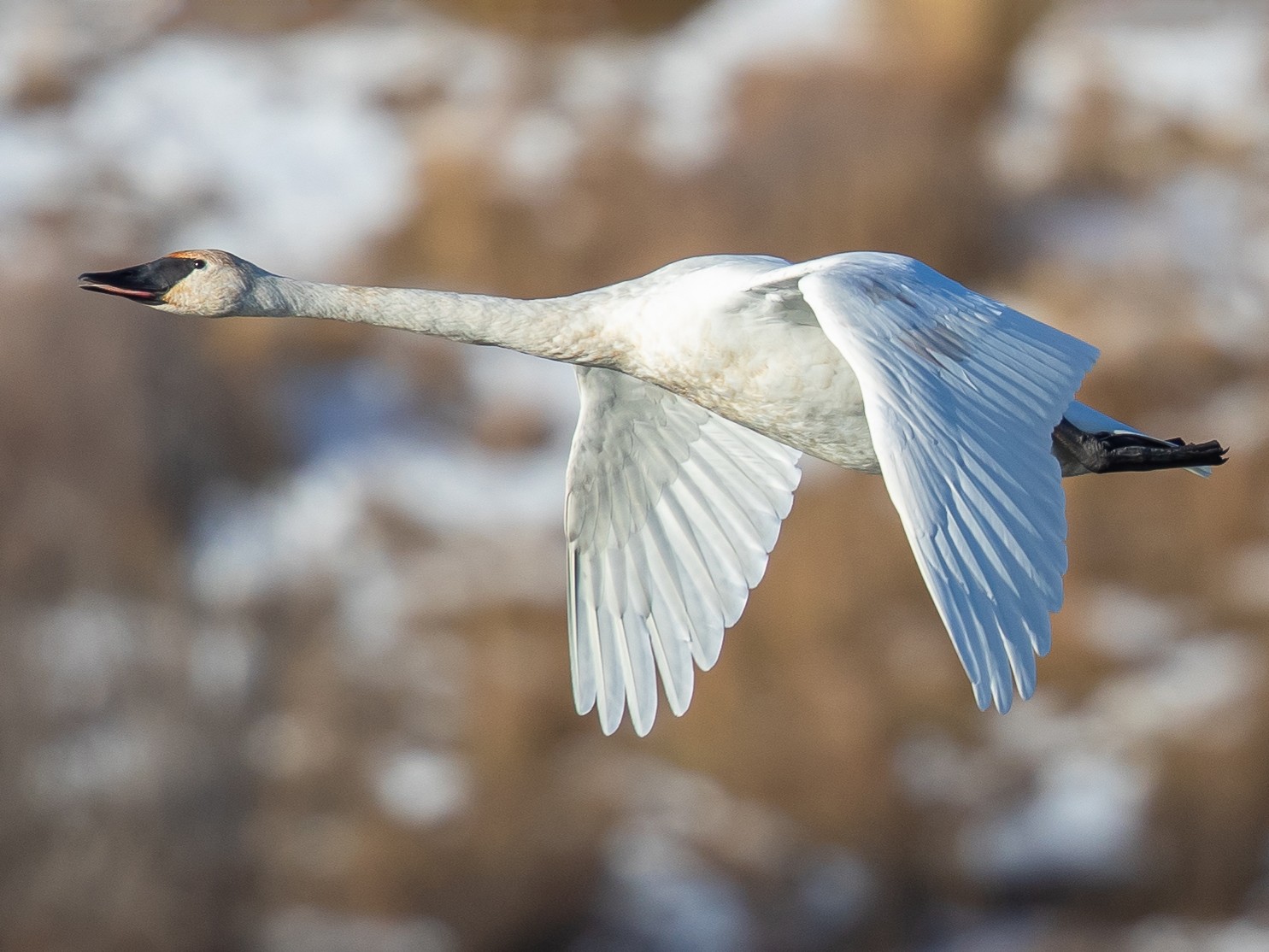 Trumpeter Swan - eBird