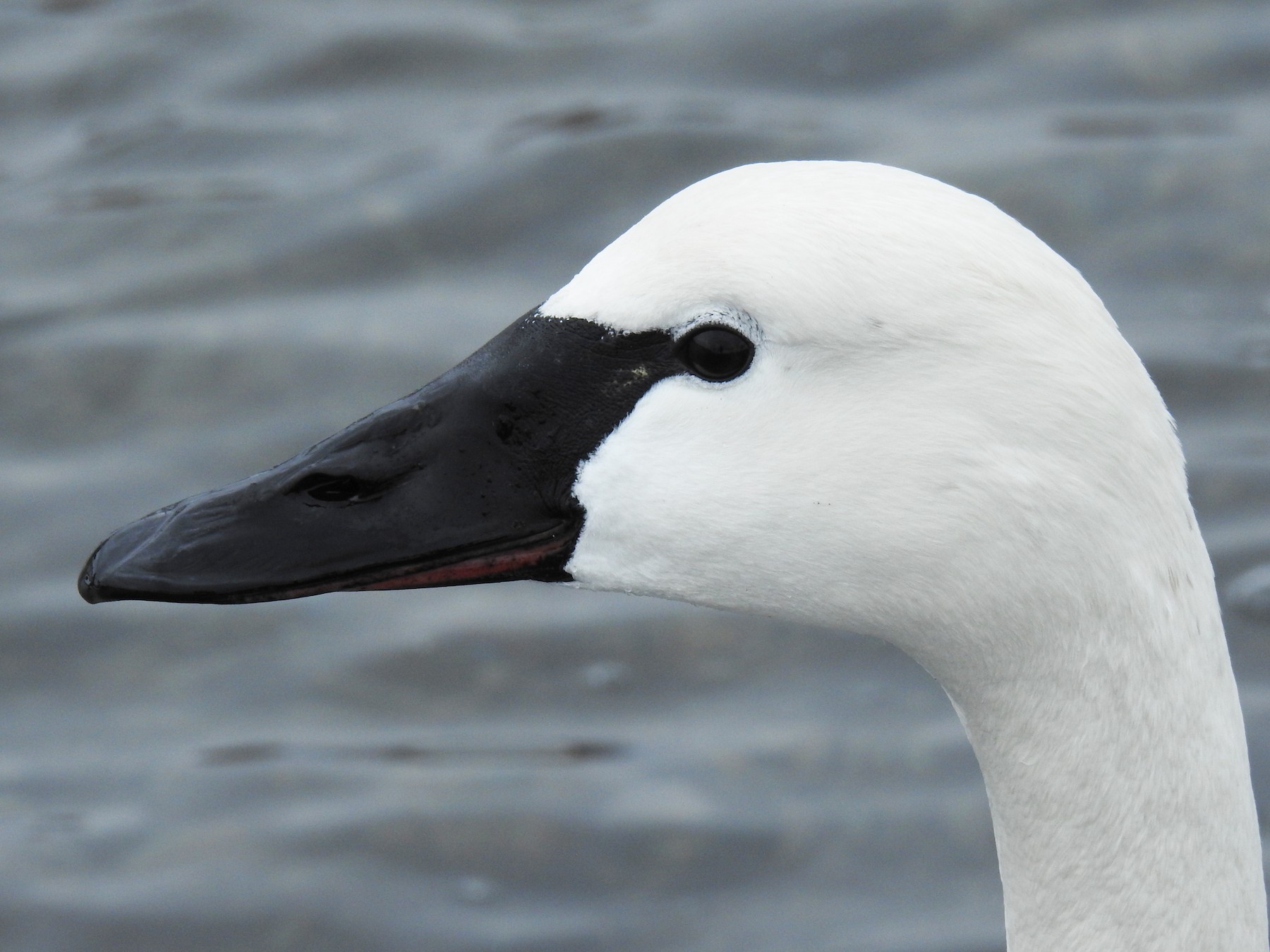 Tundra Swan - eBird