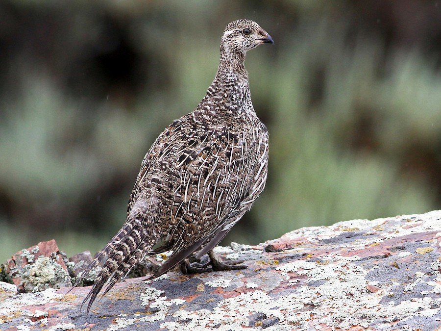 Gunnison Sage-Grouse - eBird